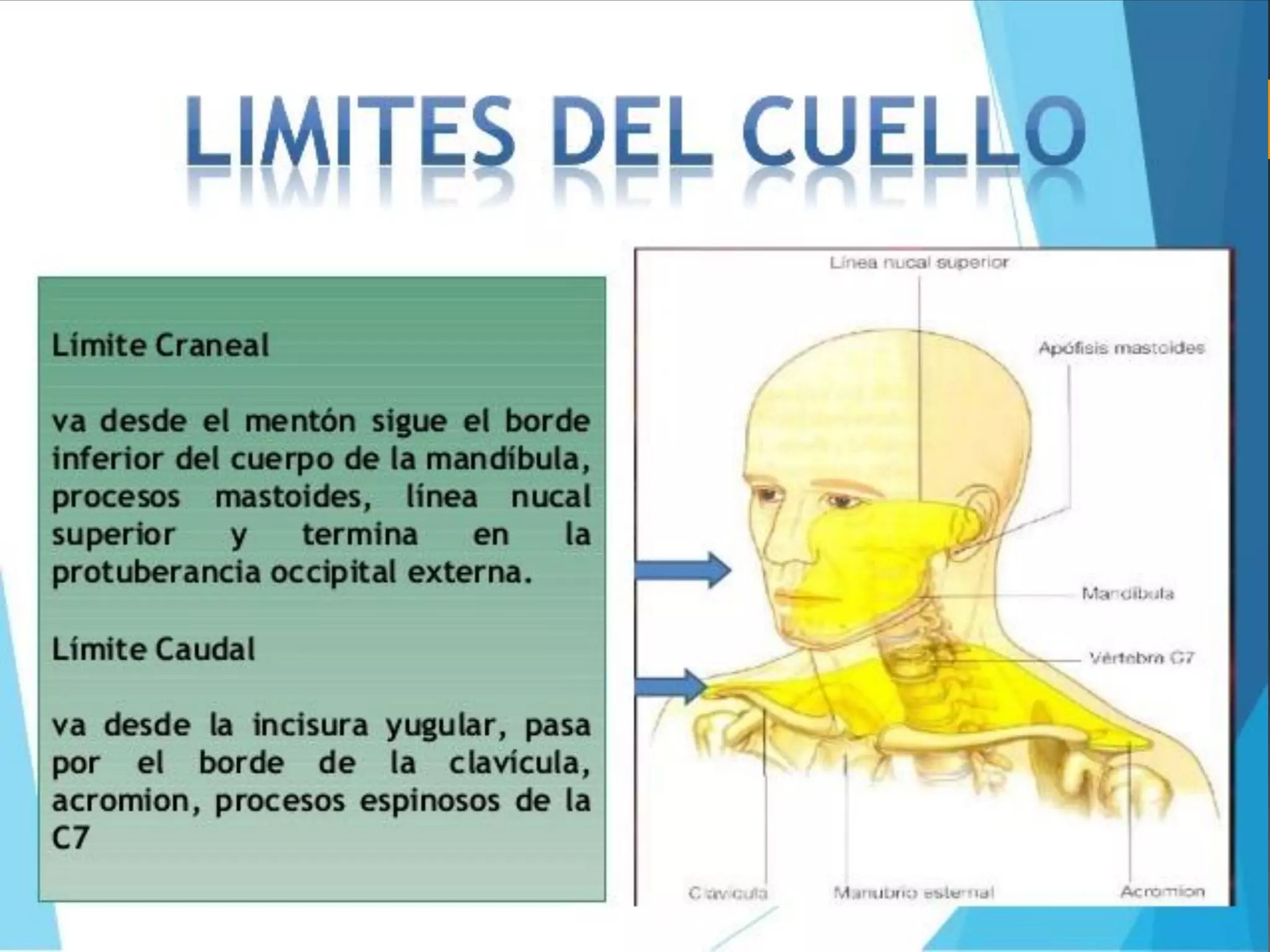 ANATOMIA DE CORTE - region supra e infra | PDF
