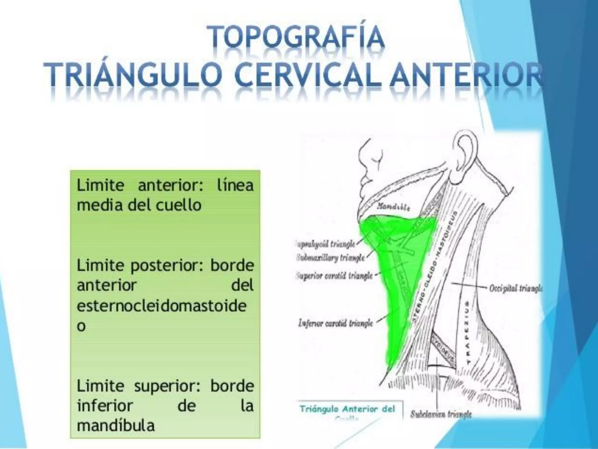 ANATOMIA DE CORTE - region supra e infra | PDF