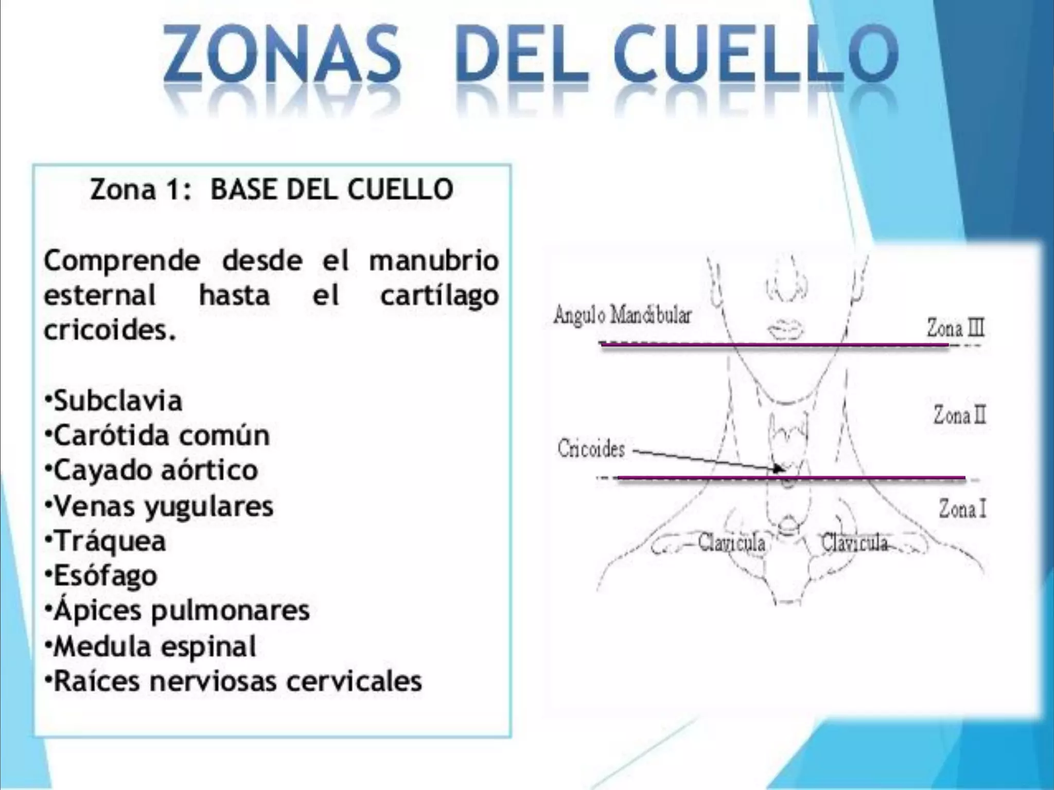ANATOMIA DE CORTE - region supra e infra | PDF