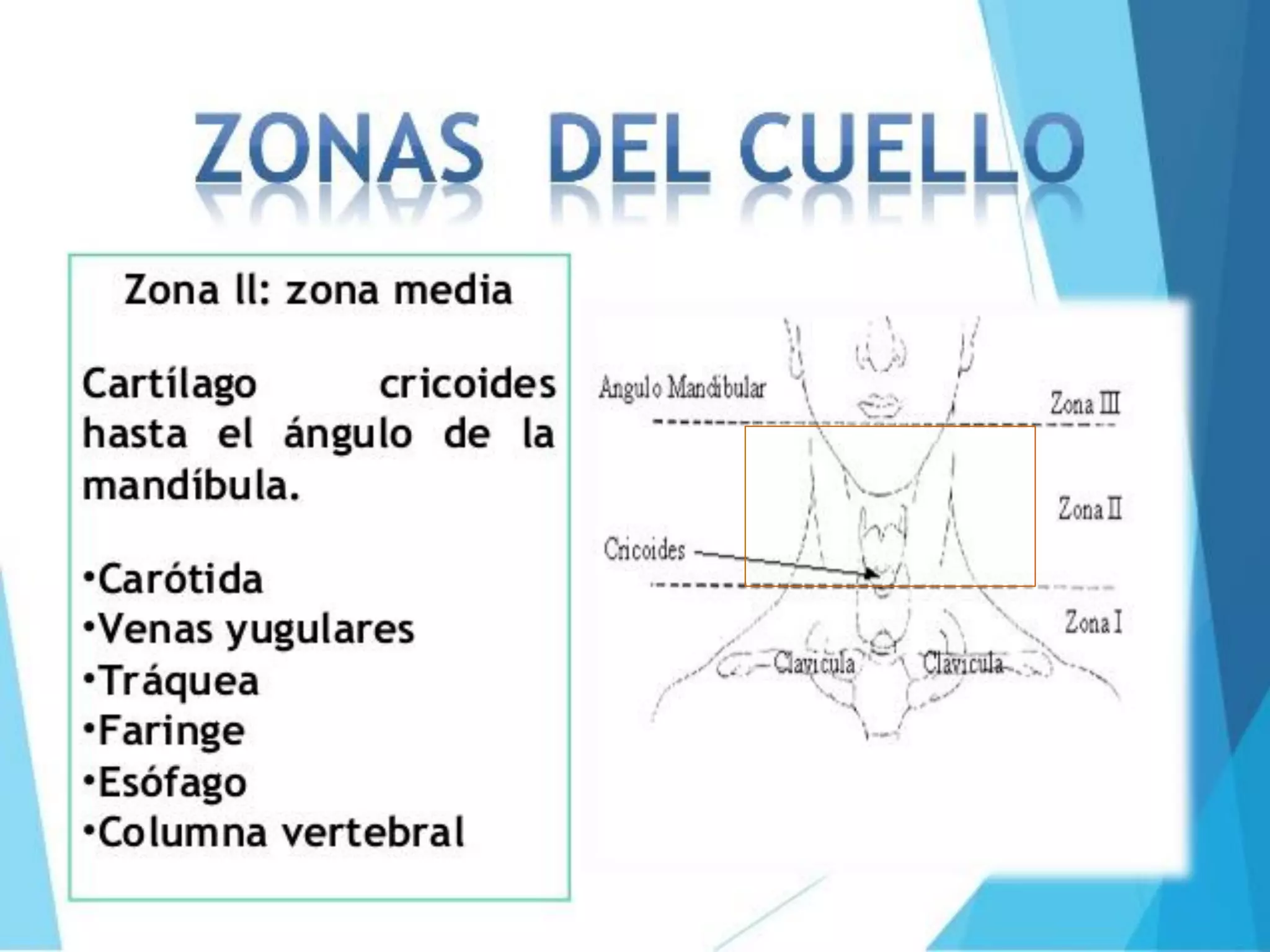 ANATOMIA DE CORTE - region supra e infra | PDF