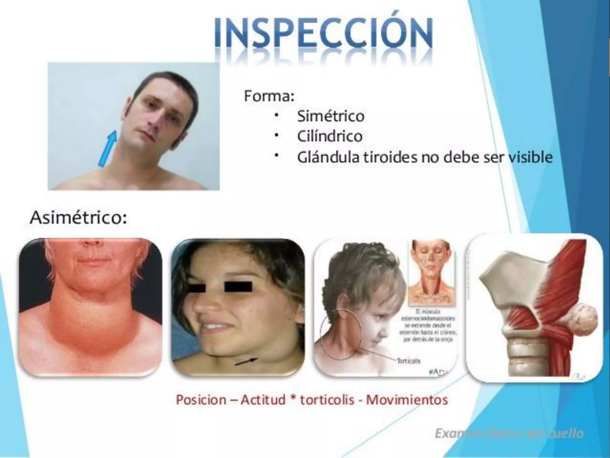 ANATOMIA DE CORTE - region supra e infra | PPT