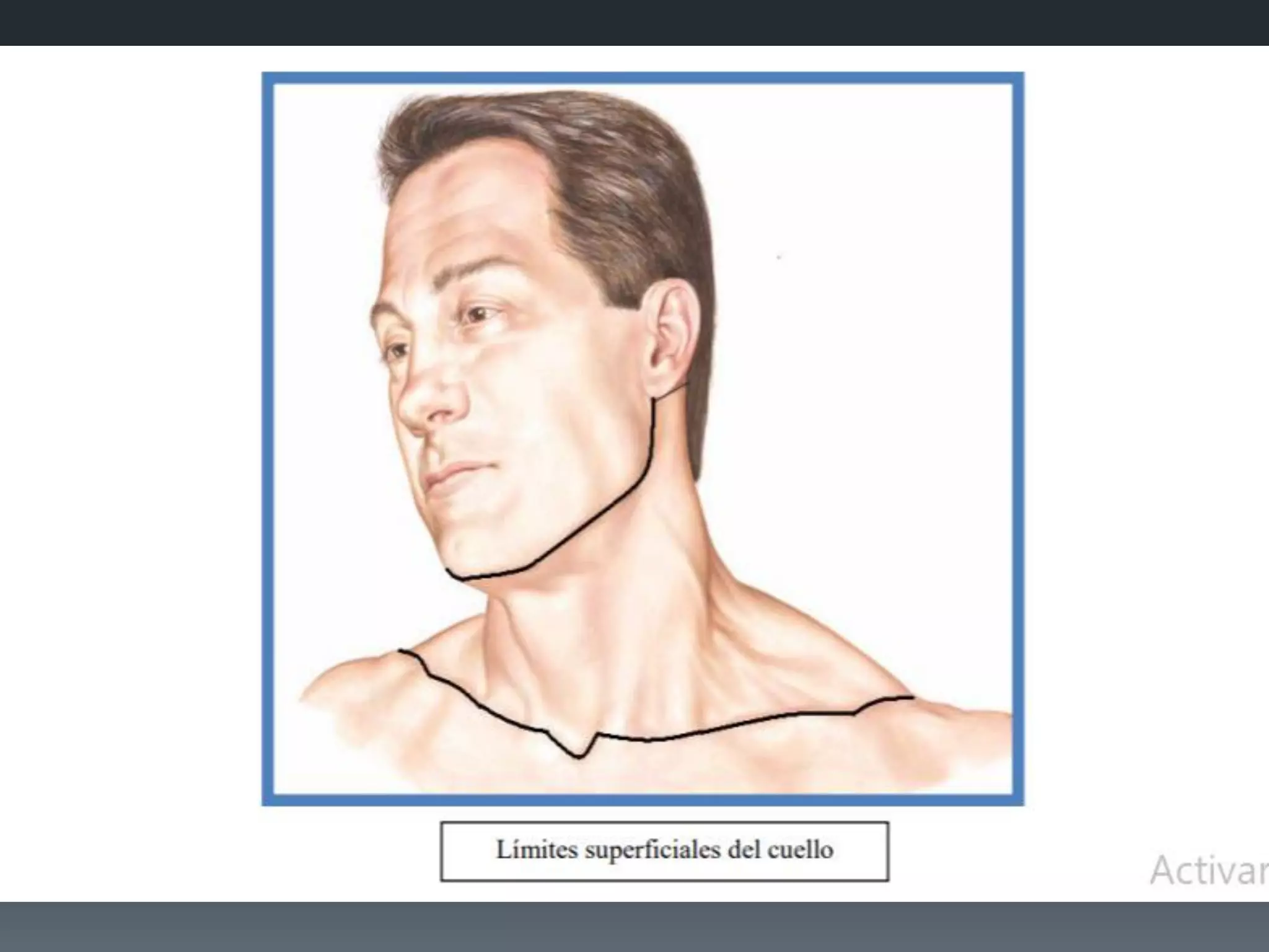 ANATOMIA DE CORTE - region supra e infra | PDF