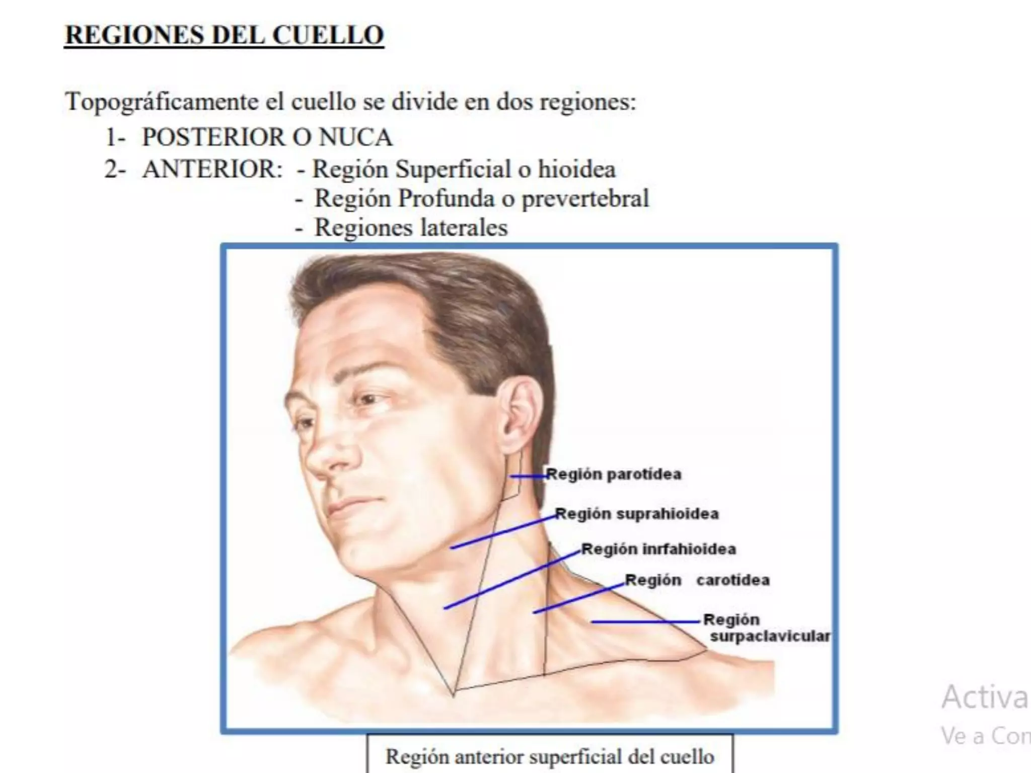 ANATOMIA DE CORTE - region supra e infra | PDF