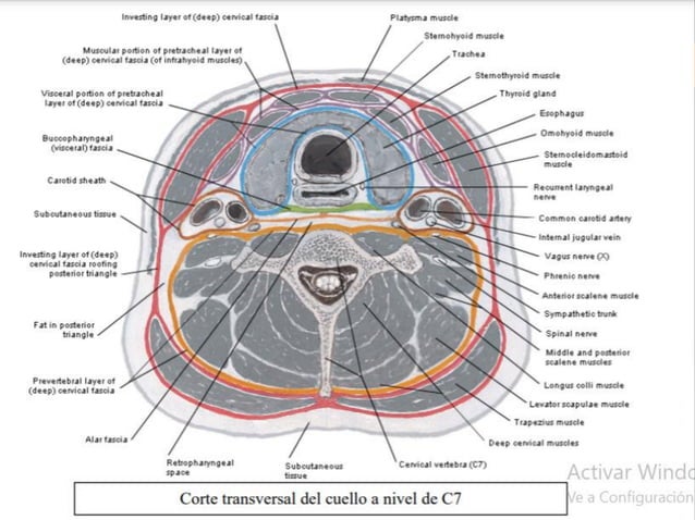 ANATOMIA DE CORTE - region supra e infra | PDF