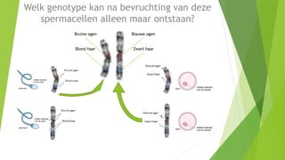 Erfelijkheid | PPTX