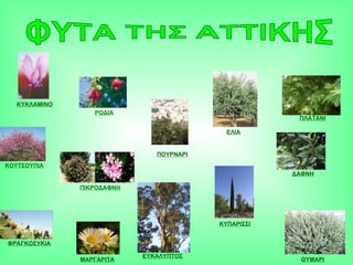 perpatwntas sthn Athina | PPT