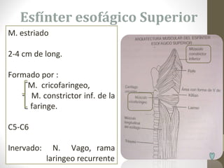 Enfermedad por Reflujo Gastroesofagico | PPT