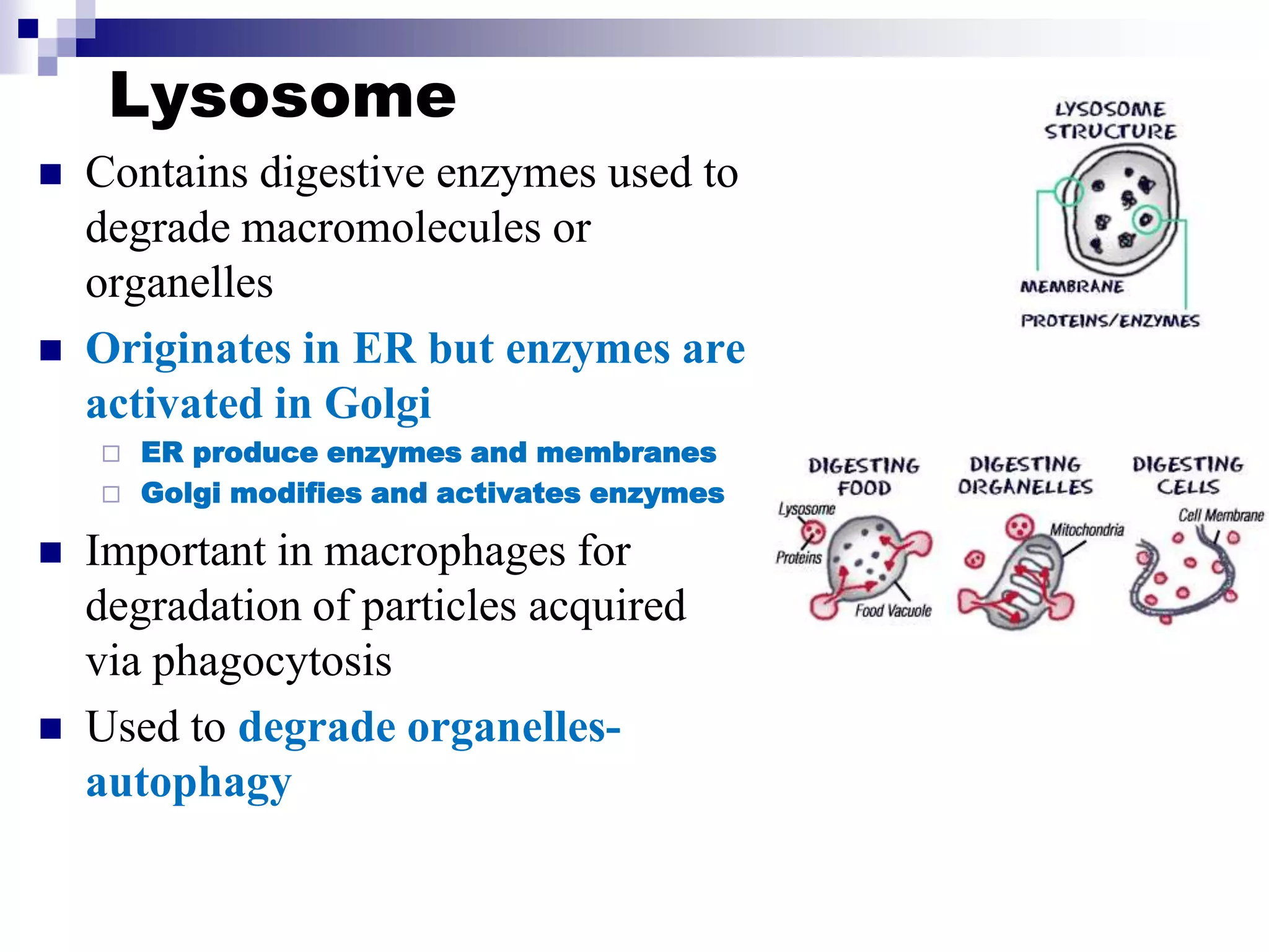 STPM Form 6 Biology - ER, Golgi Apparatus, Lysosome | PPTX | Endocrine ...
