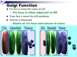 STPM Form 6 Biology - ER, Golgi Apparatus, Lysosome | PPTX