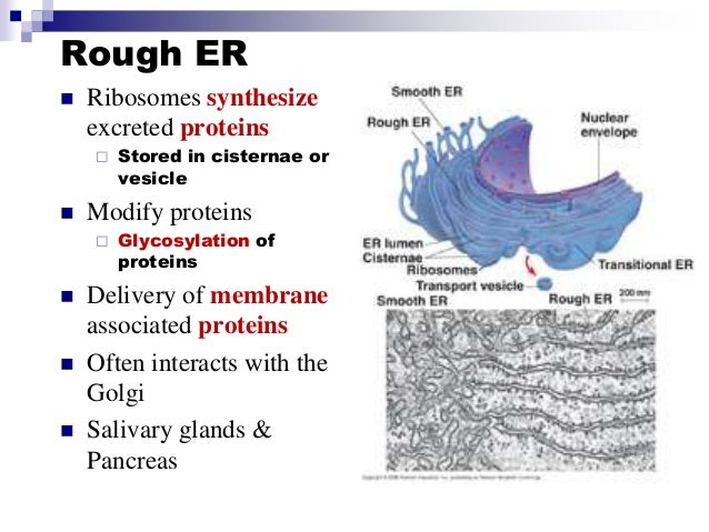 Cisternae Function