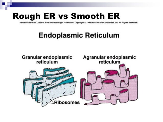 STPM Form 6 Biology - ER, Golgi Apparatus, Lysosome