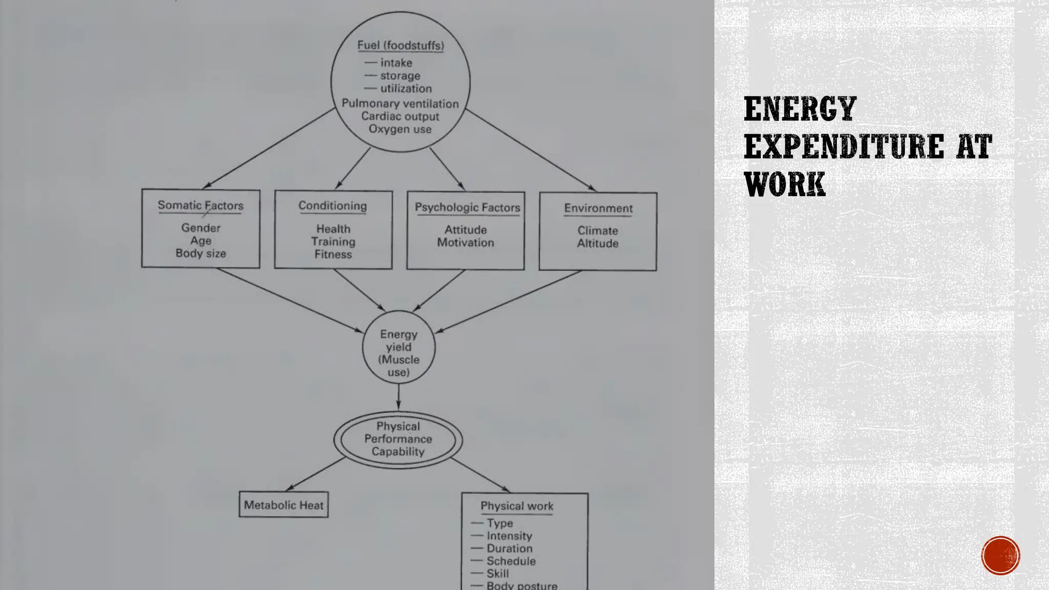 Ergonomics 1 How the Body Does it Work _ How the Mind Works.pdf