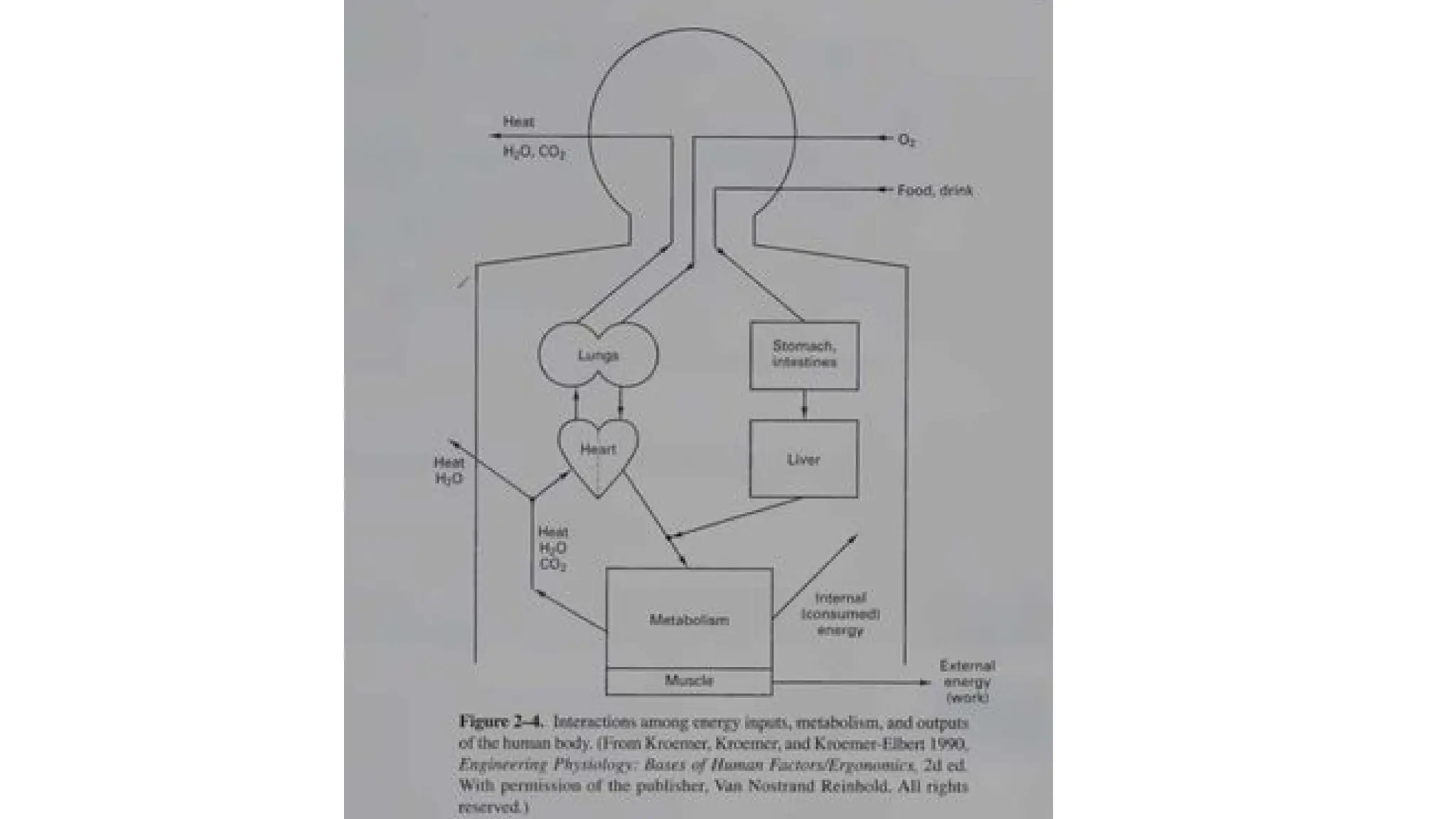 Ergonomics 1 How the Body Does it Work _ How the Mind Works.pdf