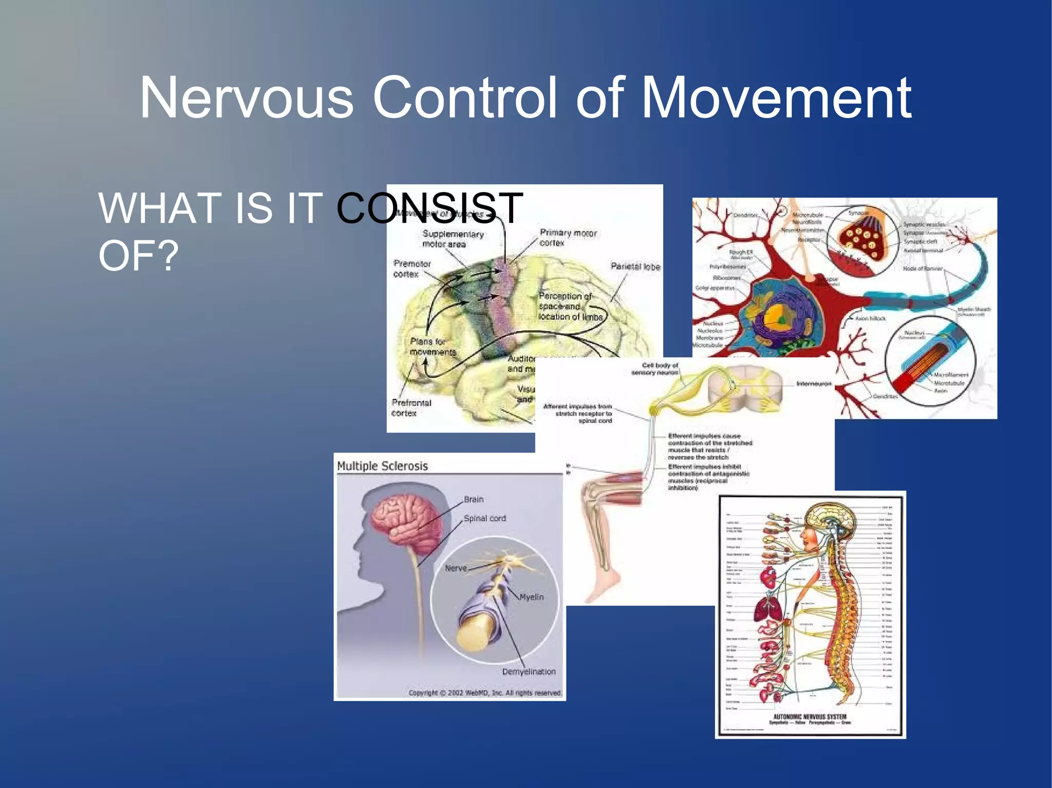 Ergonomics- Nervous Control of movement | ODP