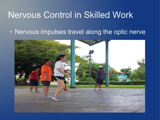 Ergonomics- Nervous Control of movement | ODP