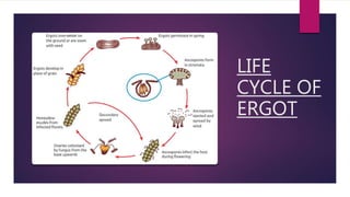 Ergot Poisoning | PPTX