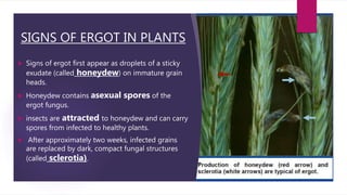 Ergot Poisoning | PPTX