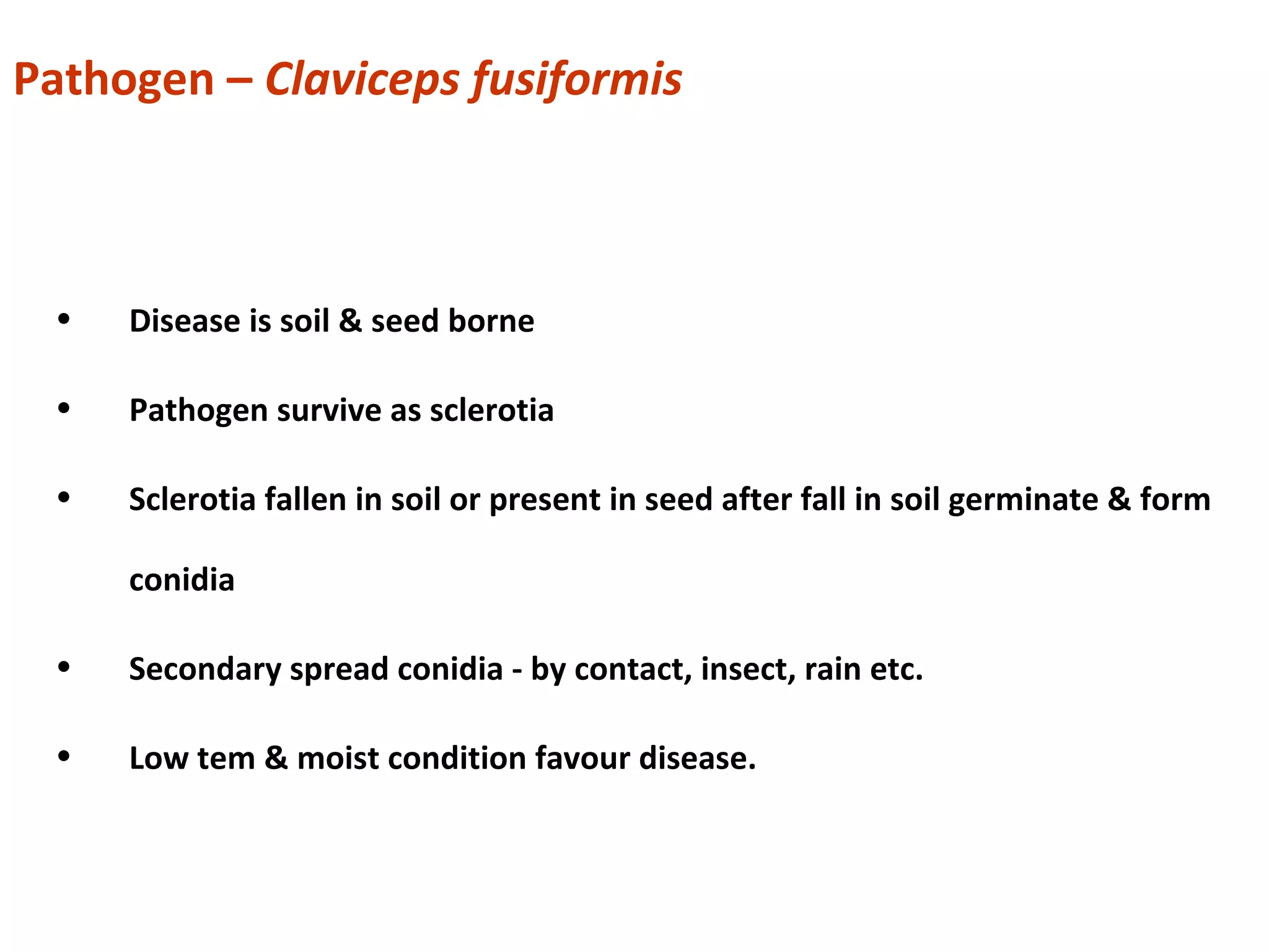 Ergot of bajra or pearl millet | PPT