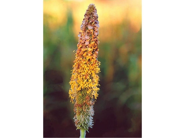 Ergot of bajra or pearl millet