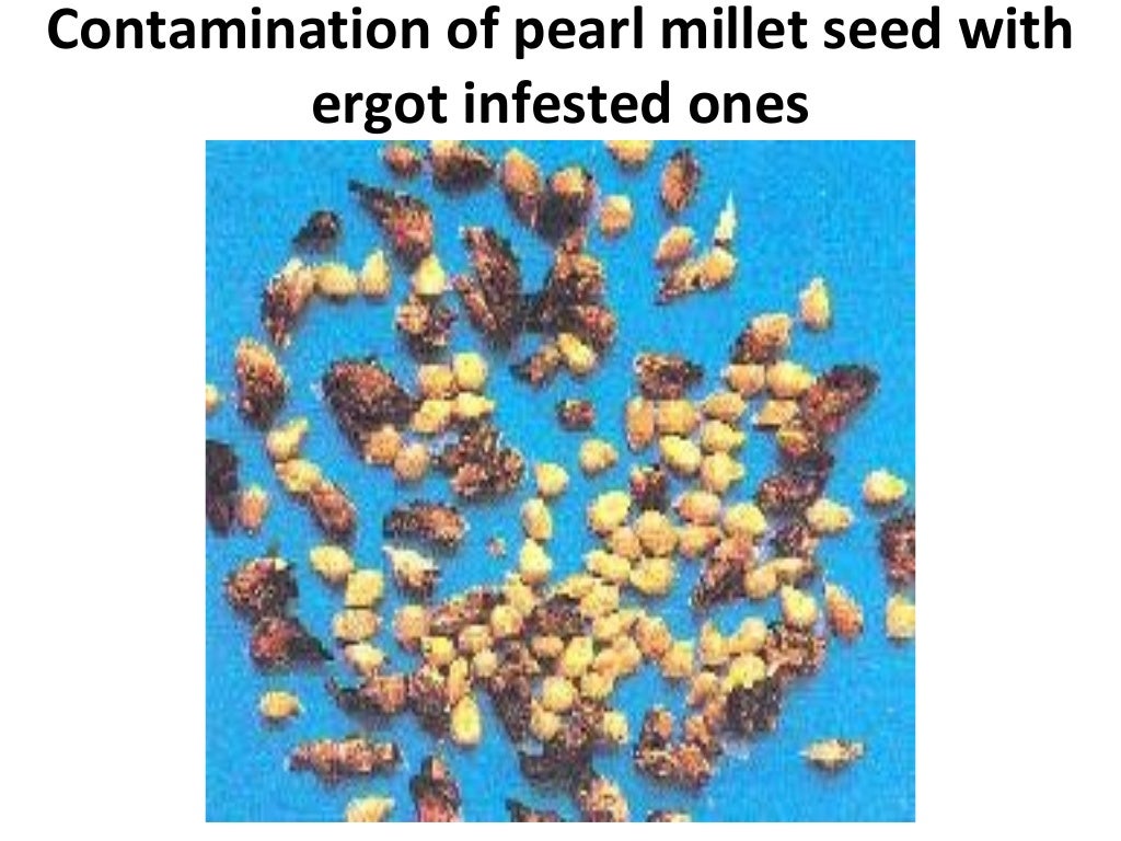 Ergot of bajra or pearl millet