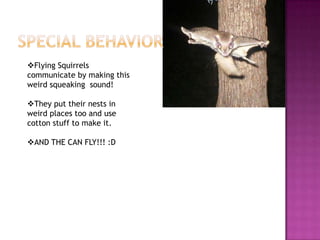Erica's amazing flying squirrel! power point | PPTX