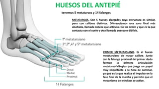 Anatomía del pie | PDF