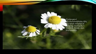 Երիցուկ | PPT