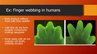 Erika amberson apoptosis extra credit | PPTX