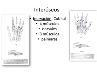 Anatomia funcional de la mano | PPTX