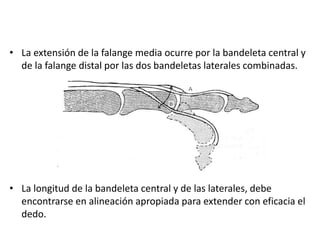 Anatomia funcional de la mano | PPTX