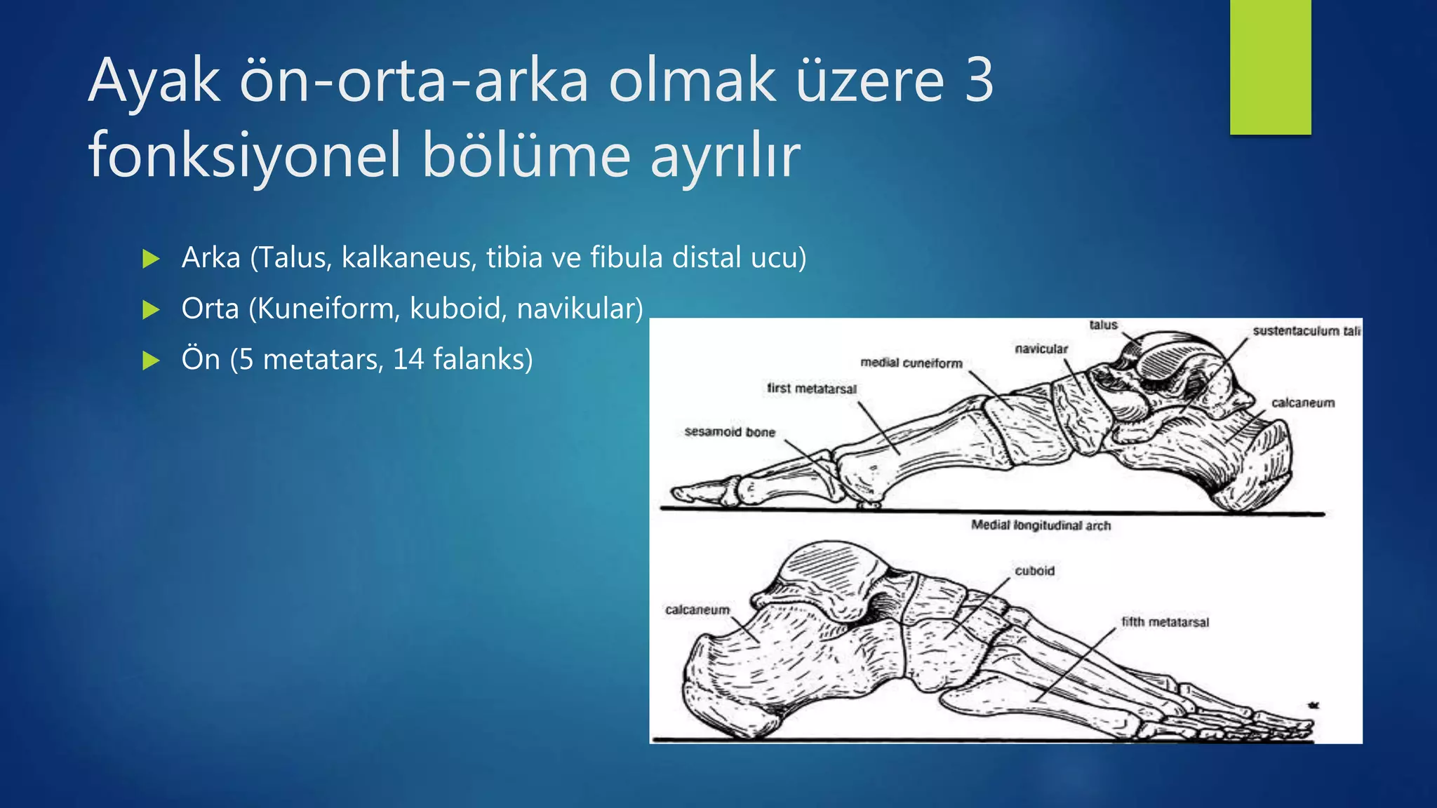 Eri̇şki̇n edi̇ni̇lmi̇ş düz taban deformi̇tesi̇ | PPTX