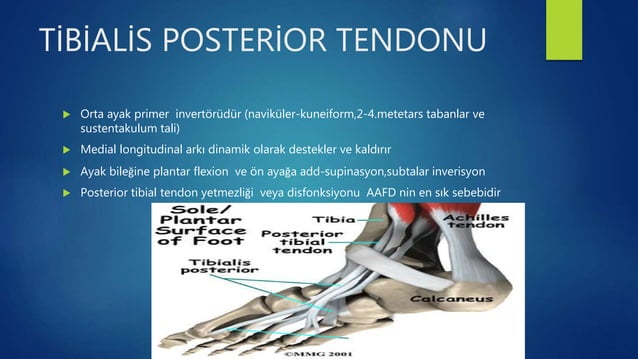 Eri̇şki̇n edi̇ni̇lmi̇ş düz taban deformi̇tesi̇ | PPT