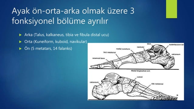 Eri̇şki̇n edi̇ni̇lmi̇ş düz taban deformi̇tesi̇ | PPT