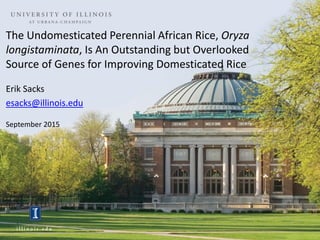 The Undomesticated Perennial African Rice, Oryzalongistaminata, Is An ...