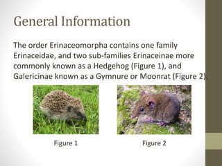 Erinaceomorpha | PPT