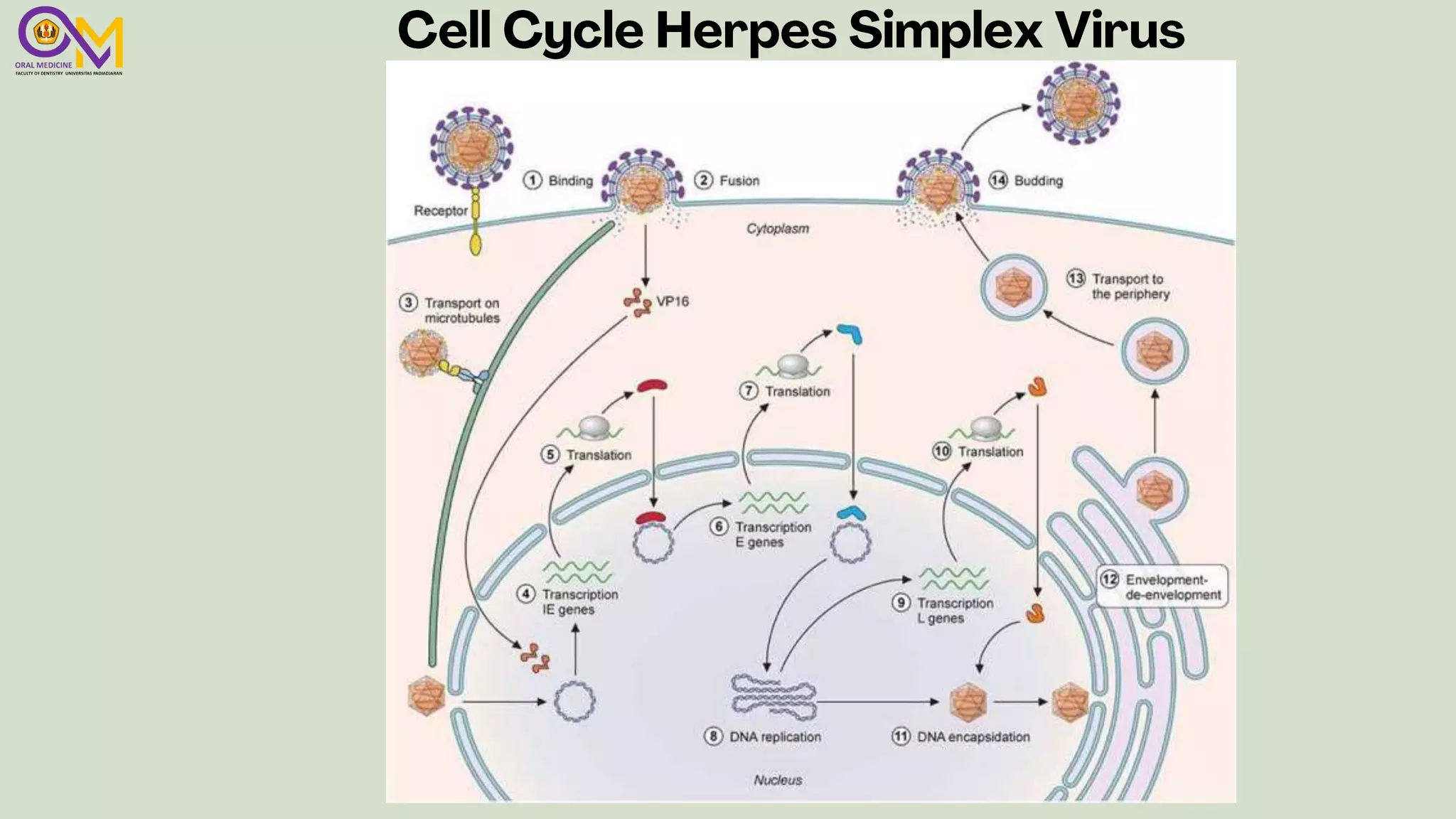 Eris Nurul Rahmadhini - 160721220004 - Recurrent Intraoral Herpes ...