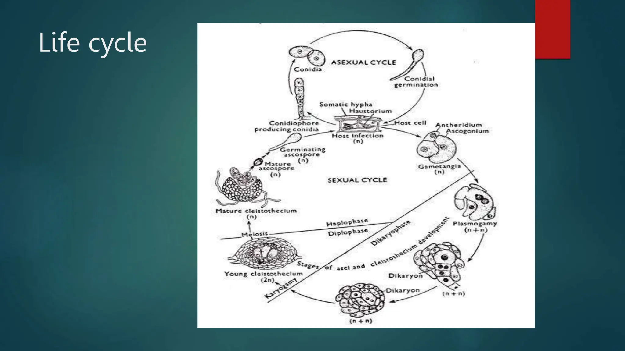 Erysiphe structure,reproduction and life cycle | PPTX