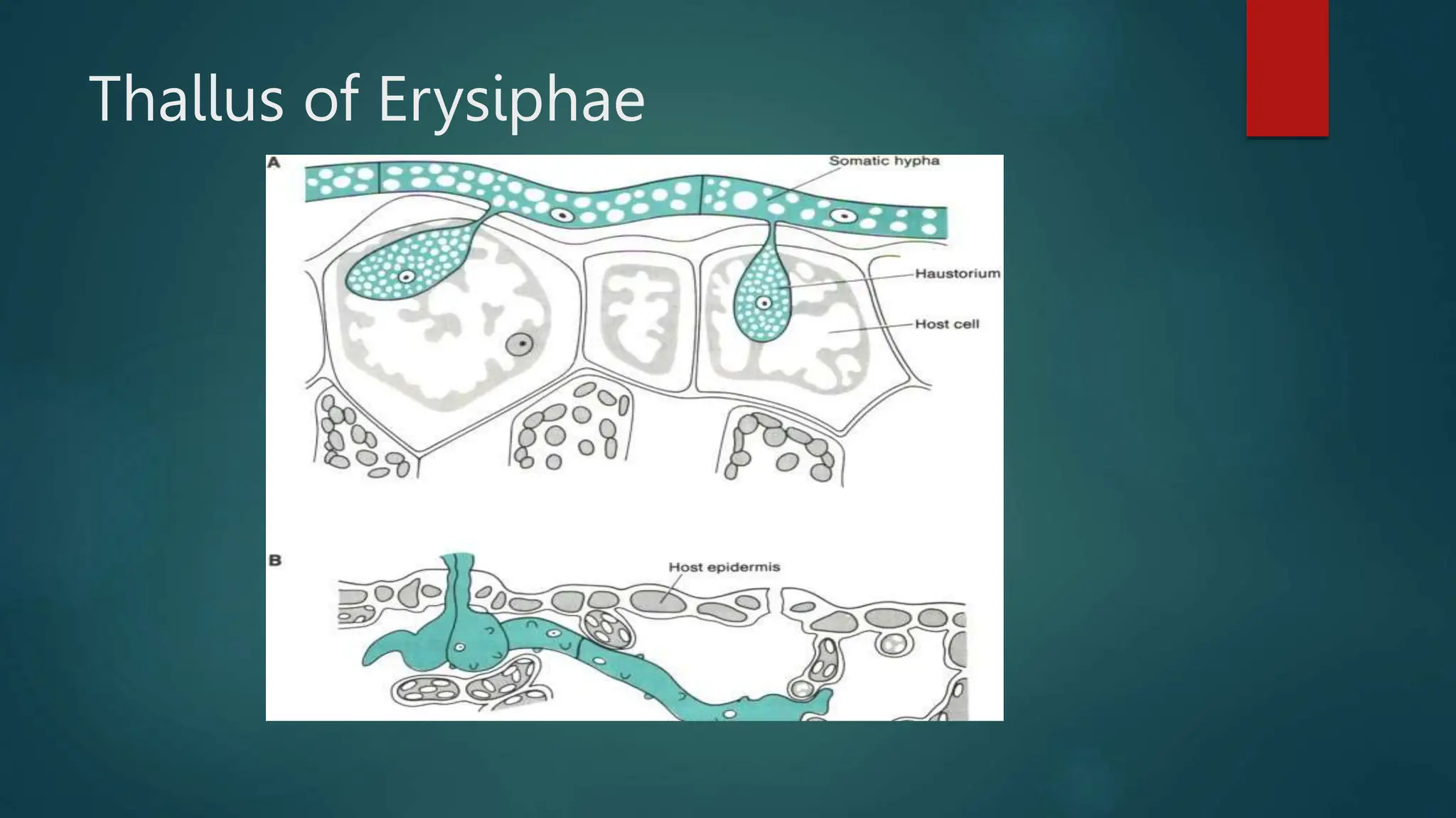 Erysiphe structure,reproduction and life cycle | PPTX