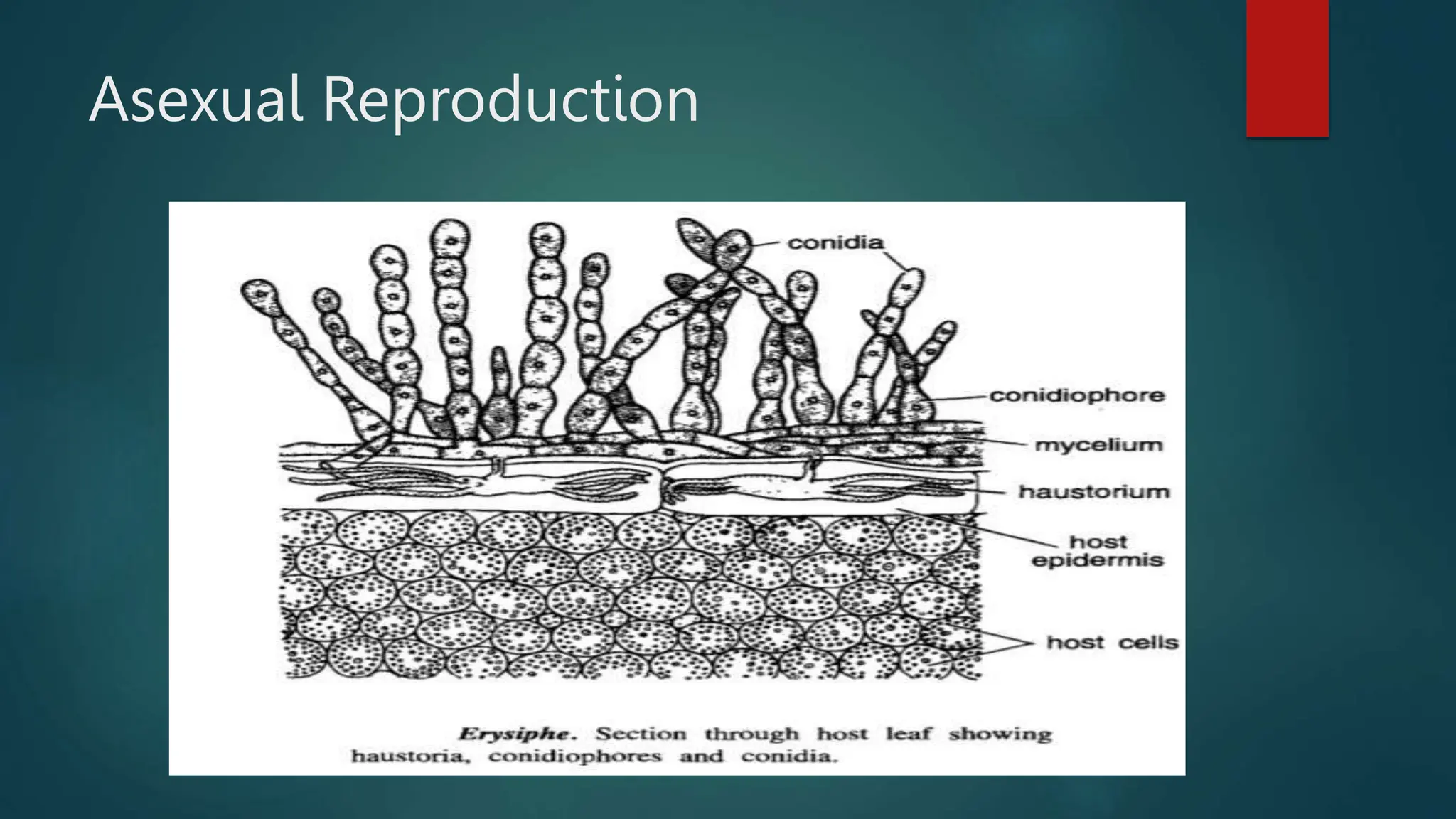 Erysiphe structure,reproduction and life cycle | PPTX