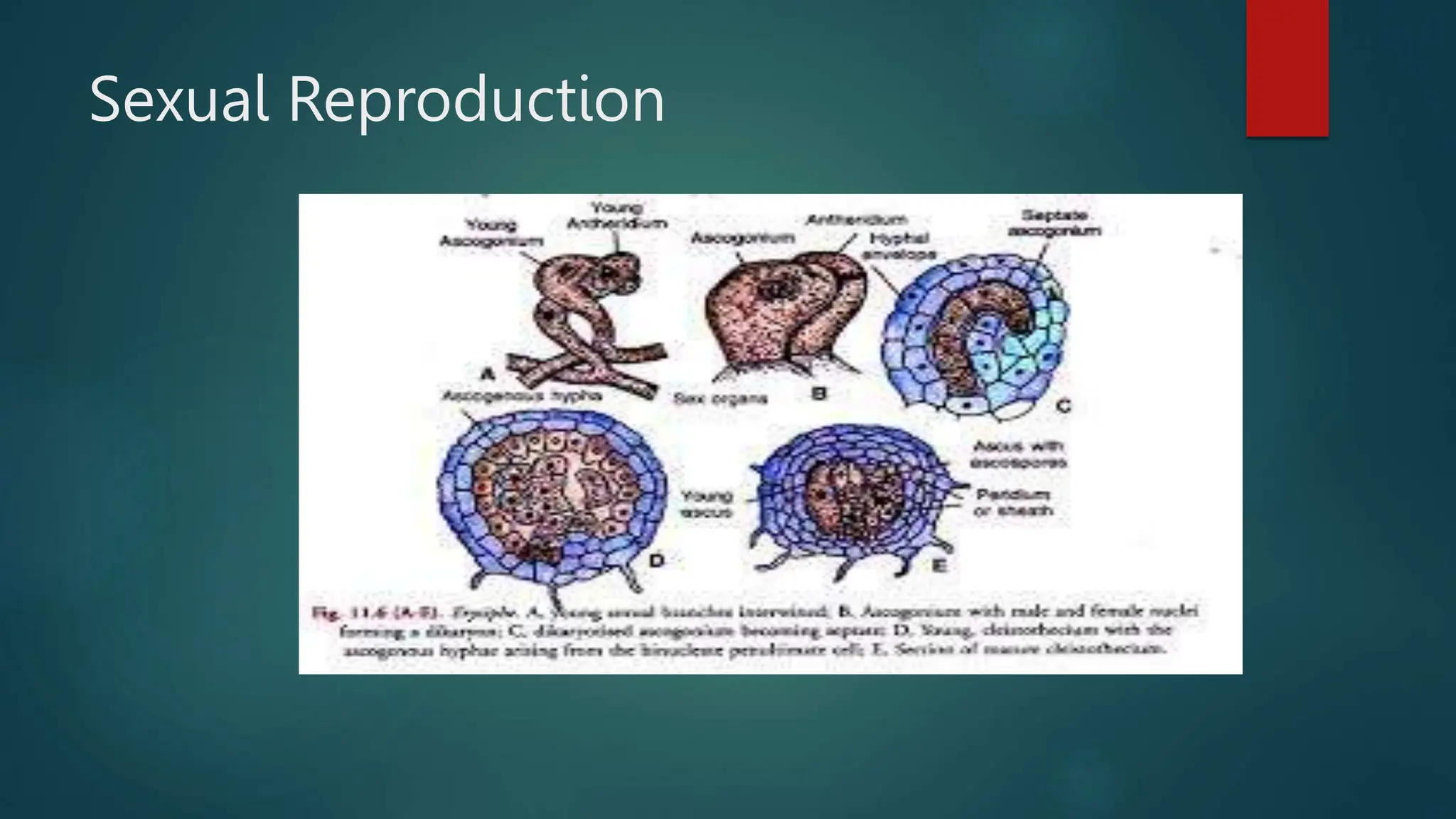 Erysiphe structure,reproduction and life cycle | PPTX