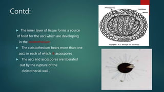 Erysiphe structure,reproduction and life cycle | PPTX