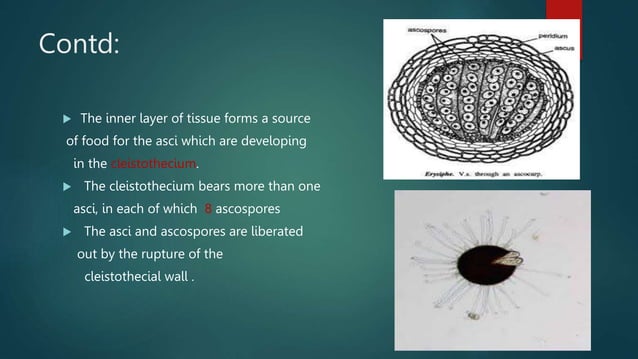 Erysiphe structure,reproduction and life cycle | PPTX | Biological ...