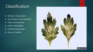 Erysiphe structure,reproduction and life cycle | PPTX
