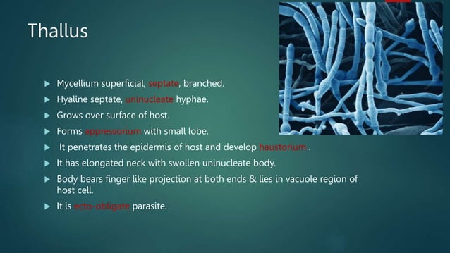 Erysiphe structure,reproduction and life cycle | PPTX | Biological ...