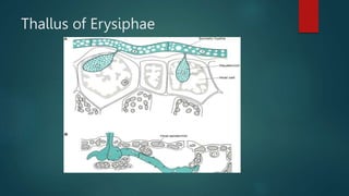 Erysiphe structure,reproduction and life cycle | PPTX