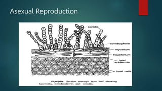 Erysiphe structure,reproduction and life cycle | PPTX