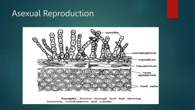 Erysiphe structure,reproduction and life cycle | PPTX | Biological ...