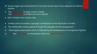 Erysiphe structure,reproduction and life cycle | PPTX