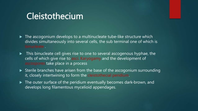 Erysiphe structure,reproduction and life cycle | PPTX | Biological ...