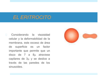 Eritrocito, tipos y funciones | PPTX